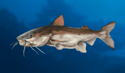 Guia Pescazila: Bagre - Pescazila