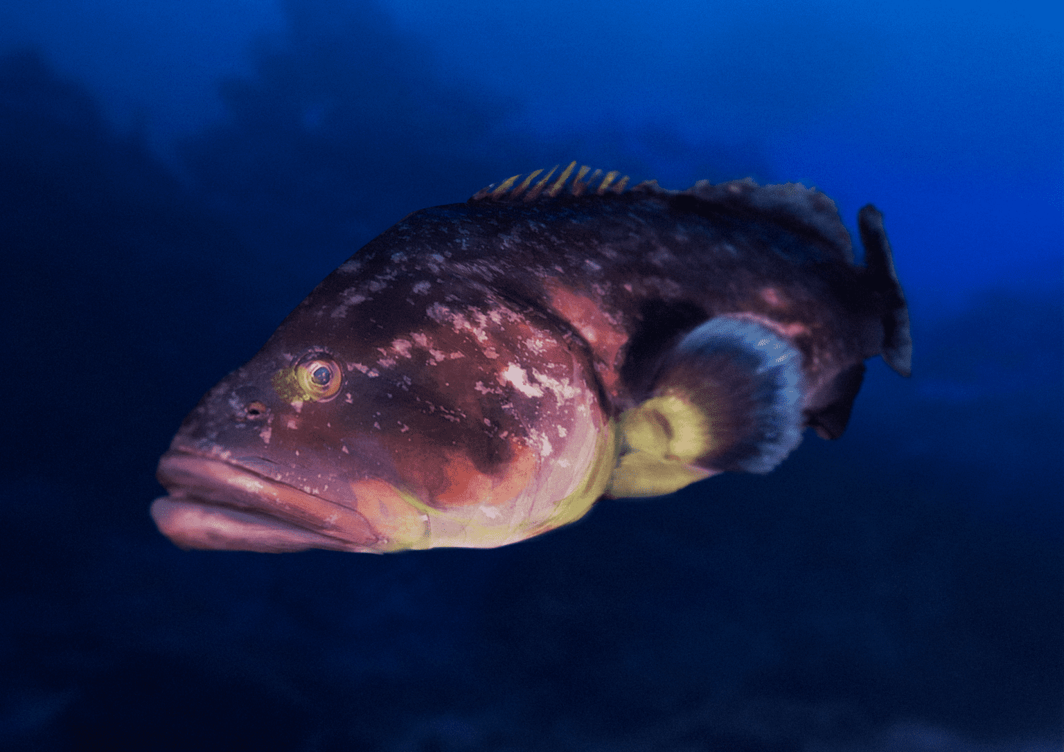 Guia Pescazila: Garoupa