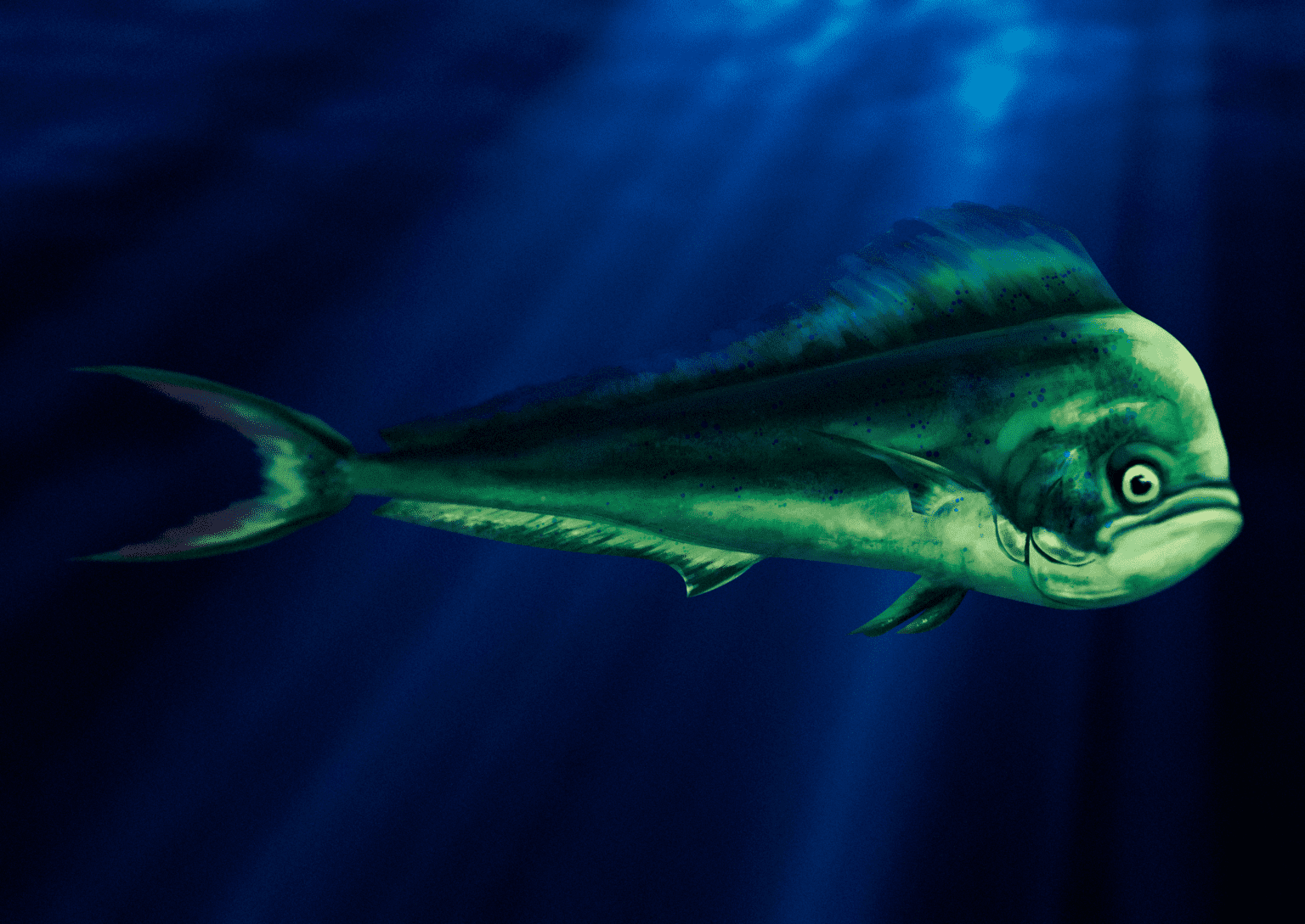 Guia Pescazila: Dourado do mar (Mahi-Mahi) - Pescazila