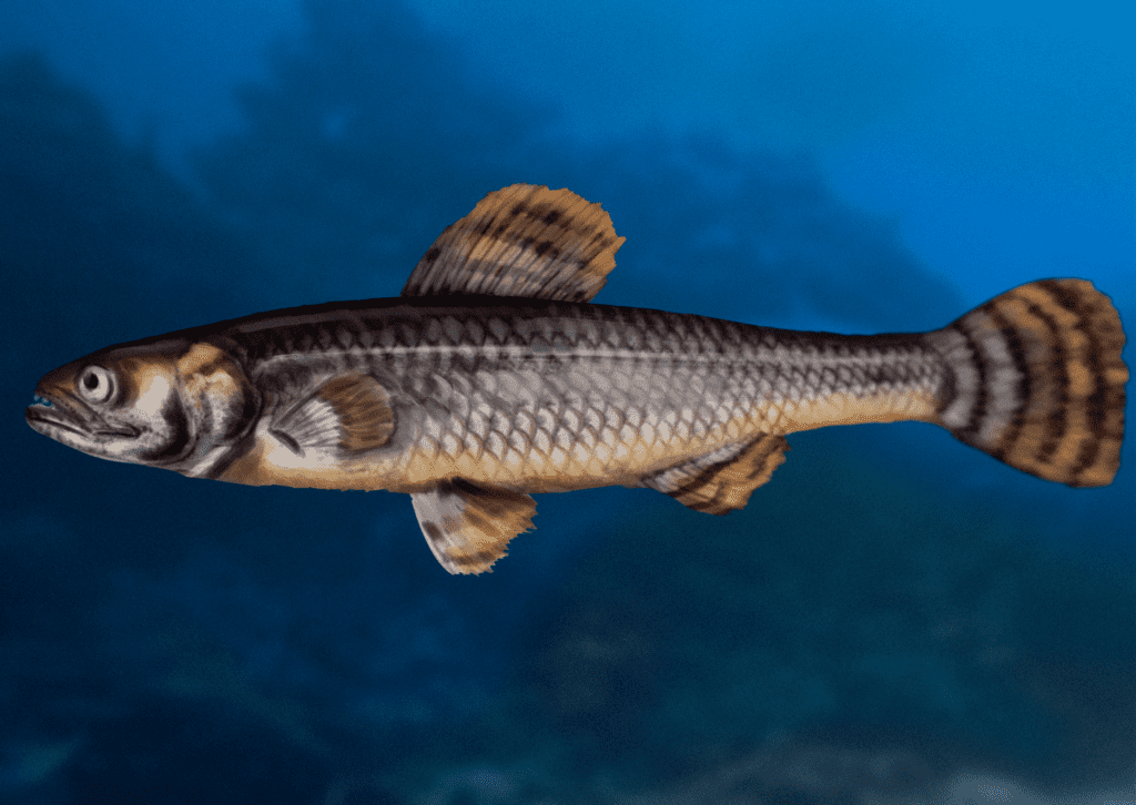 Guia Pescazila: Traíra