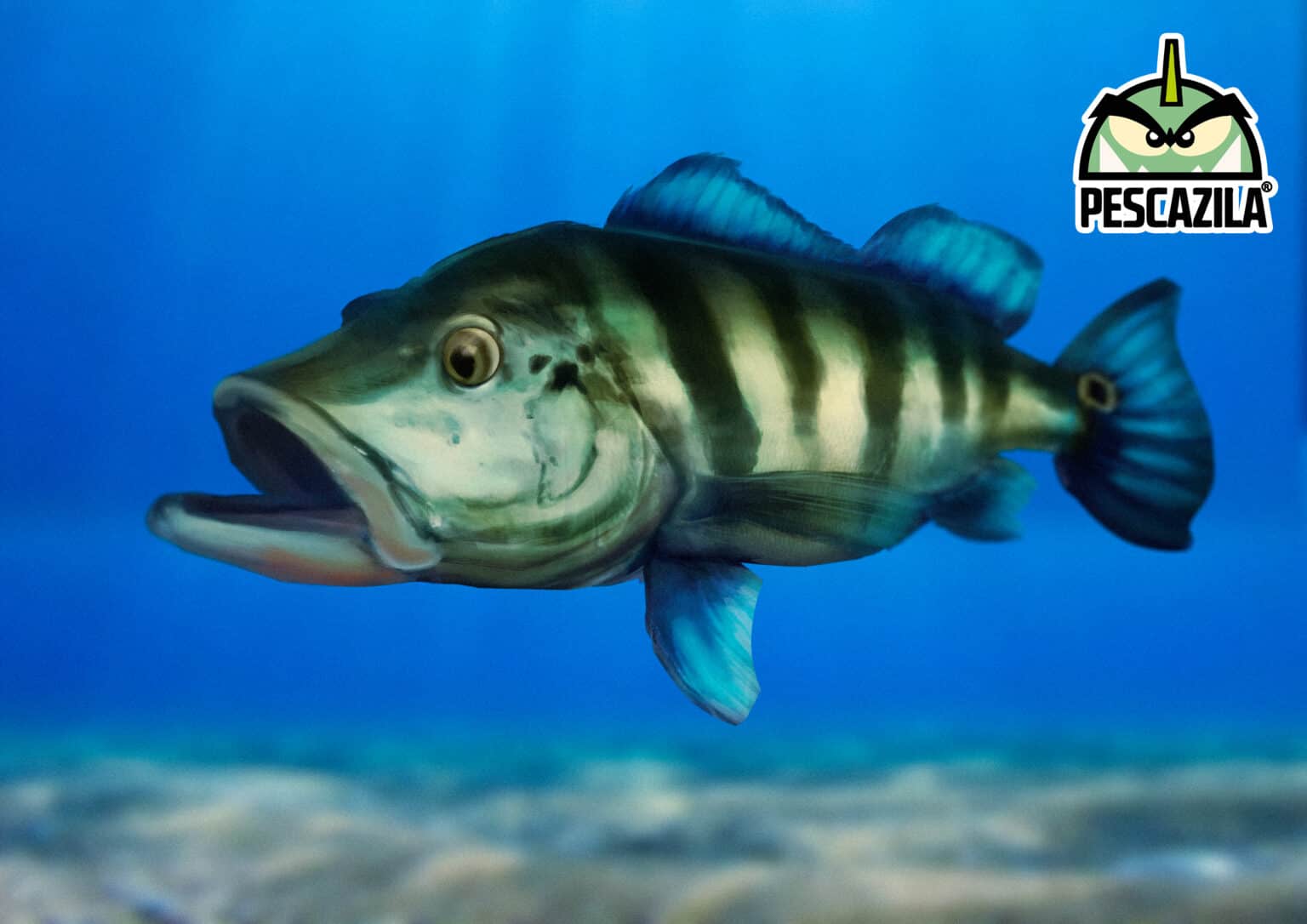 Já pescou Tucunaré? Só porrada! Veja as dicas e comece agora! - Pescazila