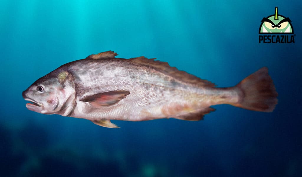 Pesca de Corvina! Técnica, paciência e esportividade total! - Pescazila